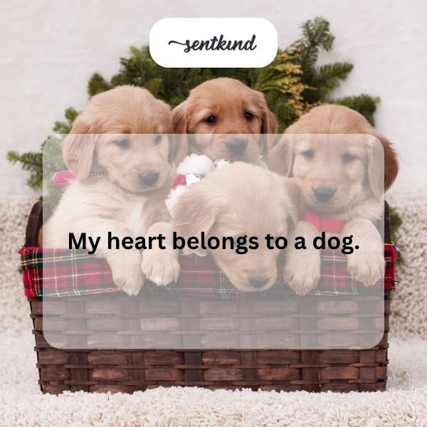 100+ Dog Best Friend Quotes, Captions and Messages