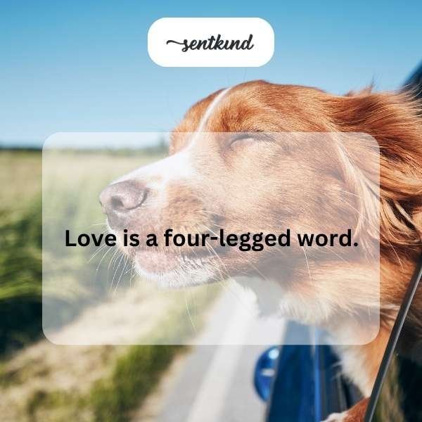 100+ Dog Best Friend Quotes, Captions and Messages