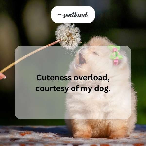 100+ Dog Best Friend Quotes, Captions and Messages