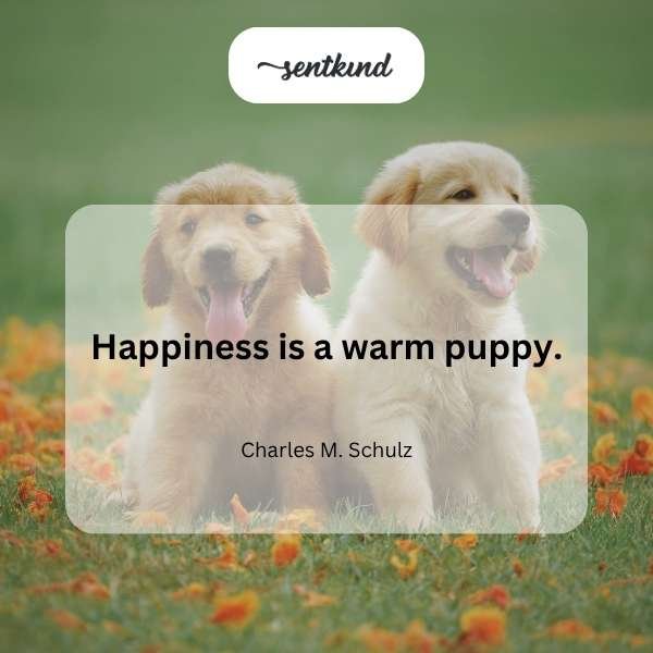100+ Dog Best Friend Quotes, Captions and Messages