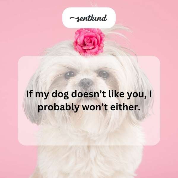 100+ Dog Best Friend Quotes, Captions and Messages