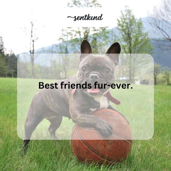 100+ Dog Best Friend Quotes, Captions and Messages