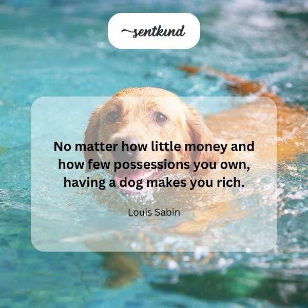 100+ Dog Best Friend Quotes, Captions and Messages