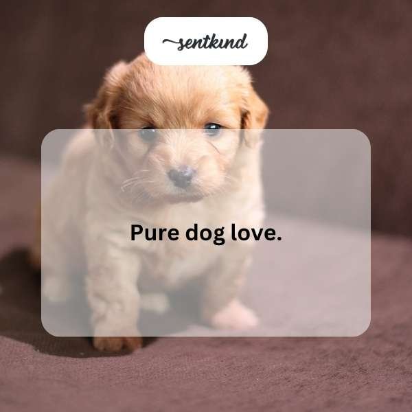 100+ Dog Best Friend Quotes, Captions and Messages