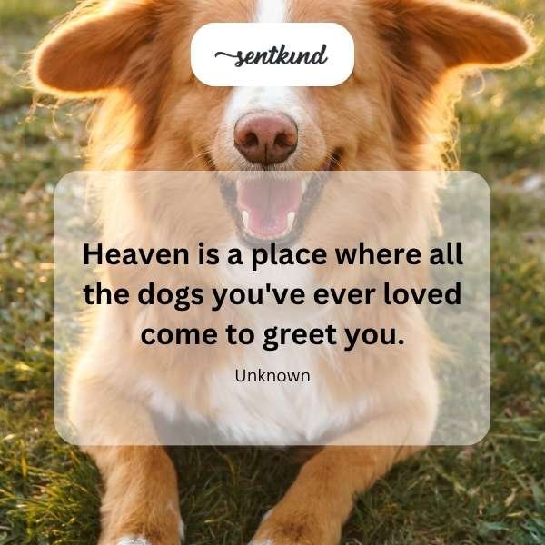 100+ Dog Best Friend Quotes, Captions and Messages
