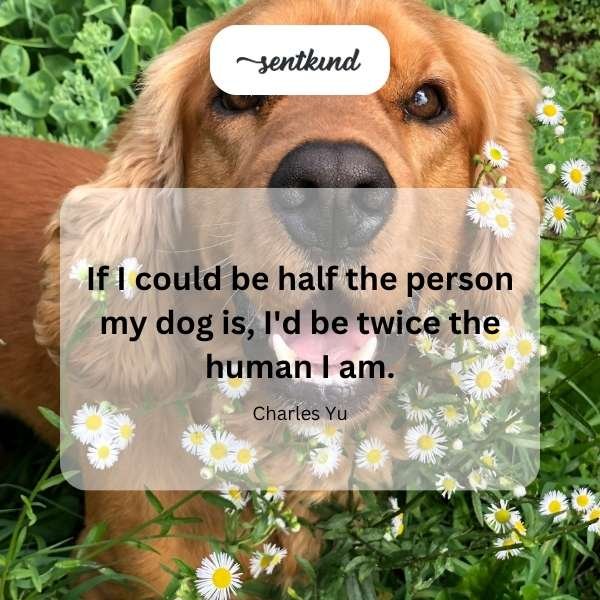 100+ Dog Best Friend Quotes, Captions and Messages