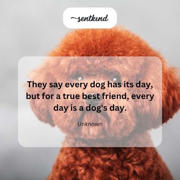 100+ Dog Best Friend Quotes, Captions and Messages